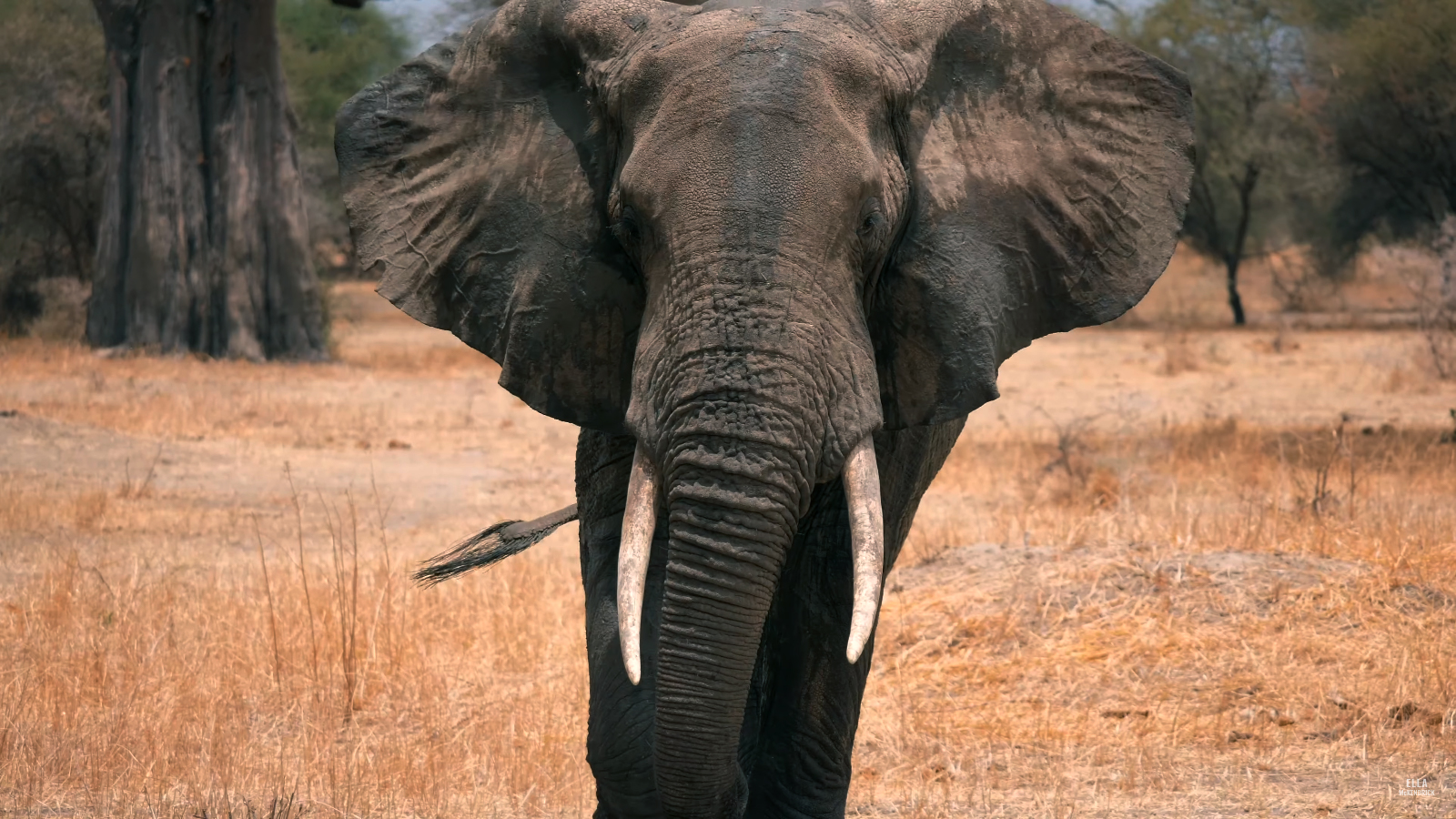 11 Unique Facts About Elephants That Will Blow Your Mind!