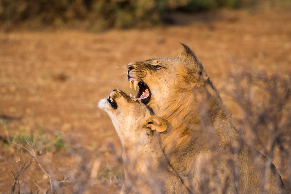 Lion’s Bite Force: How strong is a lion bite?