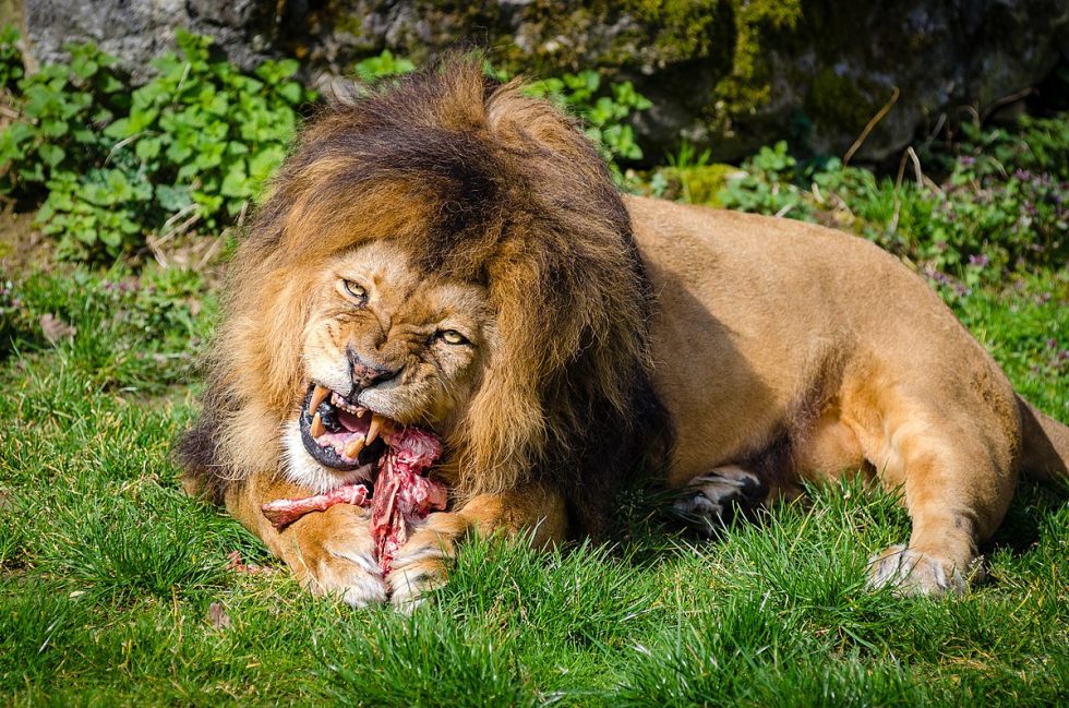 Lion’s Bite Force: How strong is a lion bite?