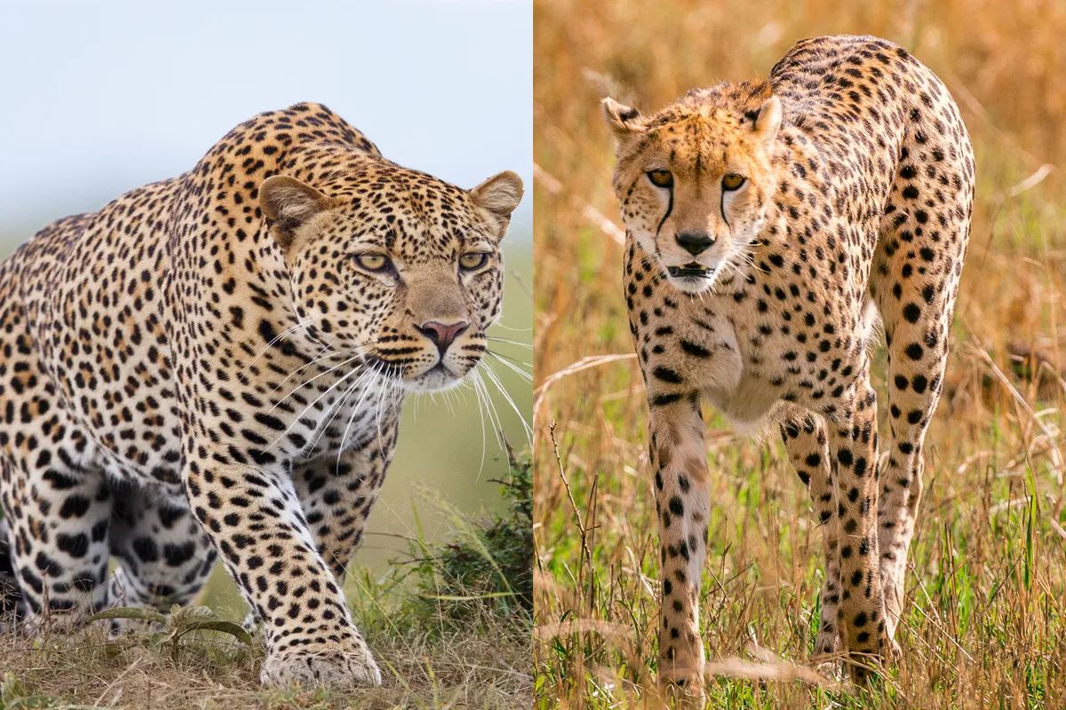 Cheetah vs Leopard: What Is the Difference